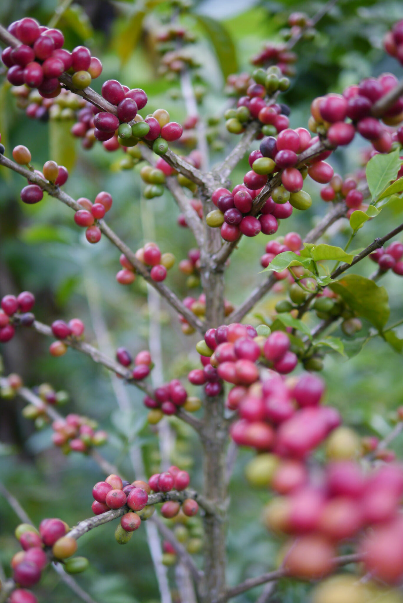 Geisha Coffee: What It Is, Why It’s Expensive, And My Top Choices ...