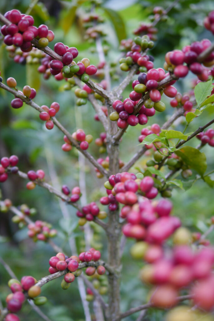 Geisha Coffee: What It Is, Why It’s Expensive, And My Top Choices ...