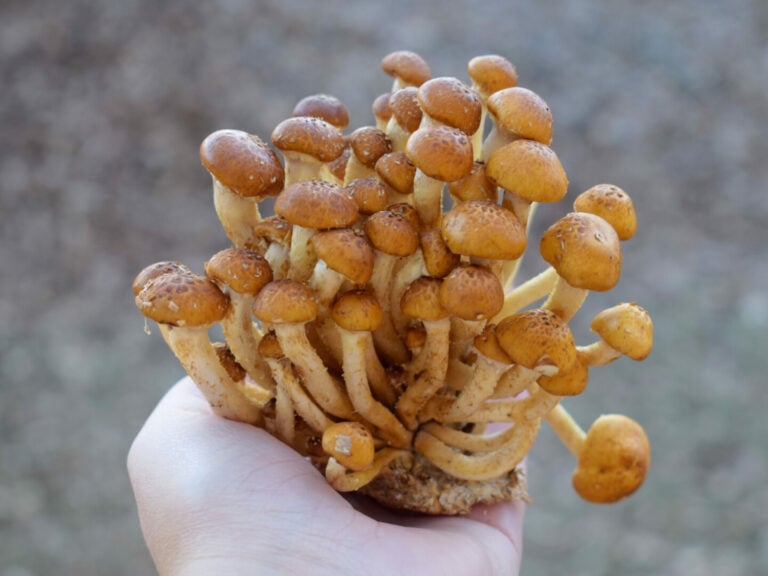 A Complete Guide To Chestnut Mushrooms: Benefits To Recipes - Tastylicious