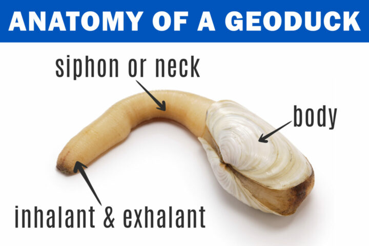 Geoduck Sashimi - Simple Recipe + Fun Facts