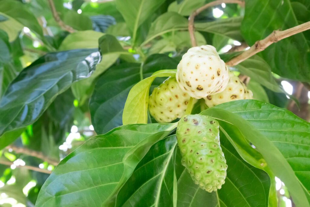 What Does Noni Fruit Taste Like?