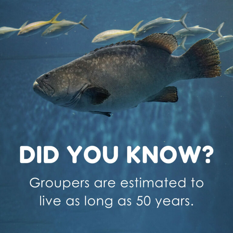 What Does Grouper Taste Like? Red Vs. Black