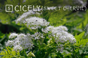 Substitute For Chervil – 6 Best Options
