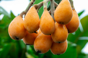 What Do Loquats Taste Like?