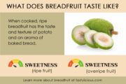 What Does Breadfruit Taste Like?