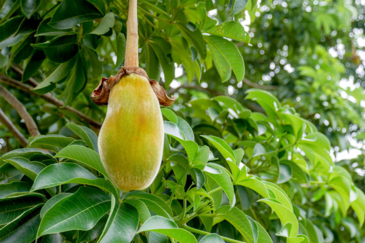 What Does Baobab Fruit Taste Like?