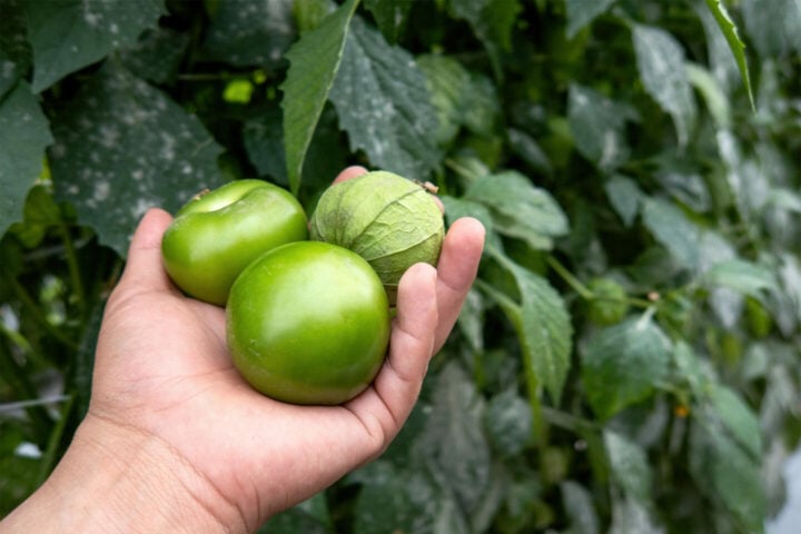 7 Substitutes For Tomatillos In Cooking - Tastylicious