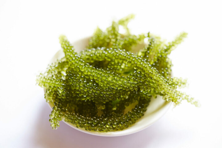 What Do Sea Grapes Taste Like? [Umibudo]