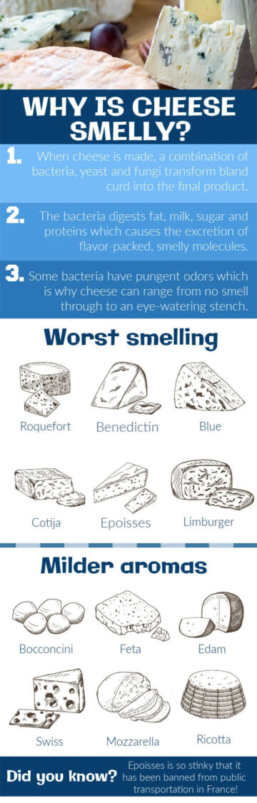 Why Does Cheese Smell Bad? [Infographic]