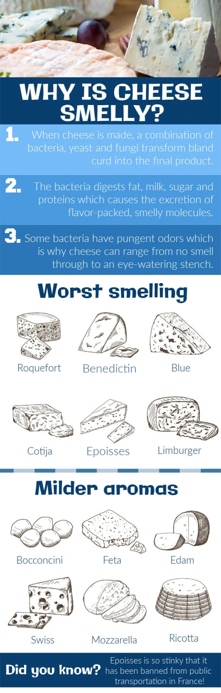 Why Does Cheese Smell Bad? [Infographic]